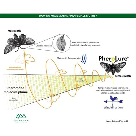 Insect Science Pty Ltd On Linkedin Insectscience Insect Pest