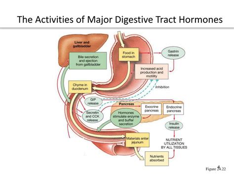 Ppt Gi Physiology For Lab Powerpoint Presentation Free Download Id
