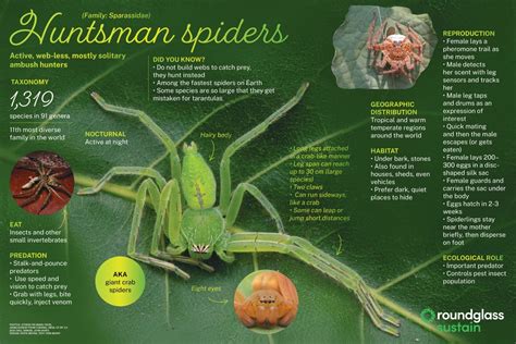 How Dangerous Is The Huntsman Spider