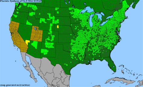 Danthonia Spicata Poverty Grass 2 Plug 50 Ct Native Plants