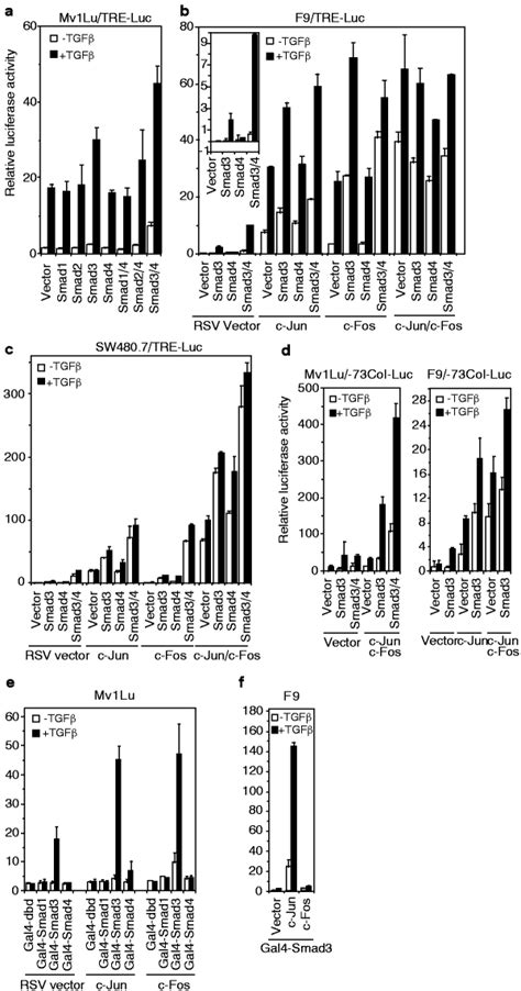 Erratum Smad3 And Smad4 Cooperate With C Junc Fos To Mediate Tfg β
