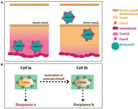 Figures And Data In Spatio Temporal Regulation Of Concurrent