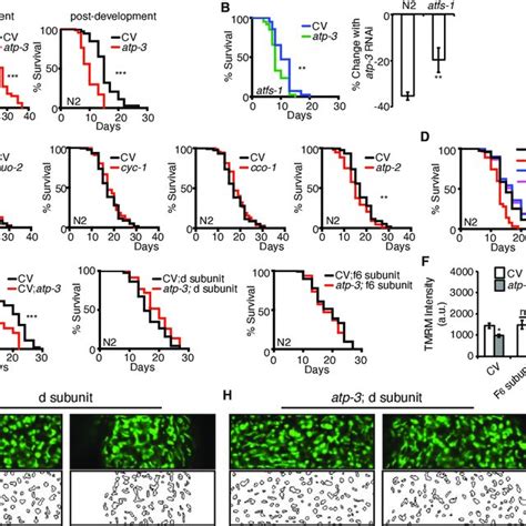 Summary Of The Effects Of Rnai Of Atp Synthase Subunits On The Download Scientific Diagram