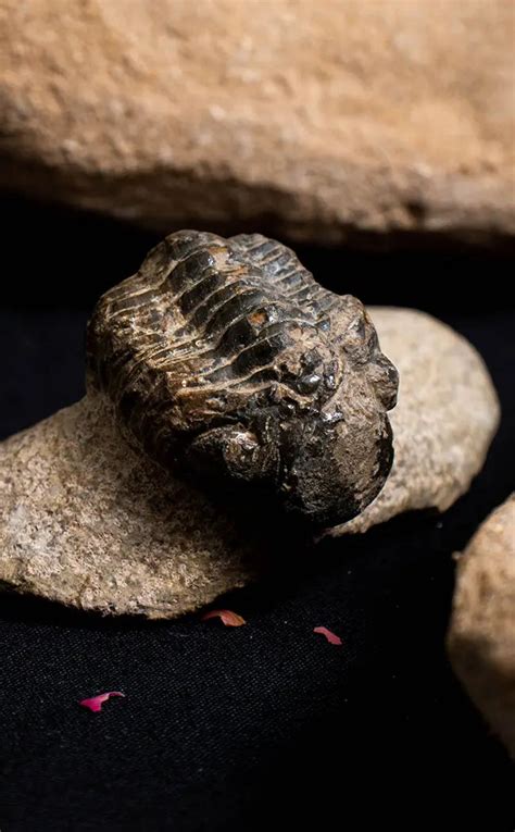 Trilobite Fossils Divination Tools Witchcraft Supplies