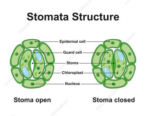 Open And Closed Stomata Diagram
