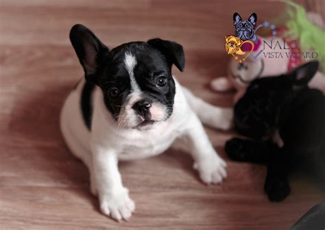 Щенки французского бульдога