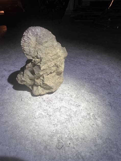 What Is This Found In Southern Wyoming R Fossils