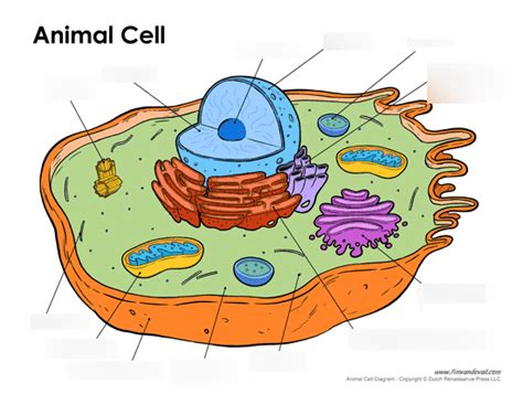 Bio Chapter 4 Diagram Quizlet