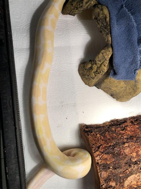 Is My Male Ball Python Too Thin Currently In Treatment For A Bacterial