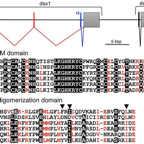 Summary Of Effects Caused By Ectopic Expression Of Dsx Genes In Female Download Table