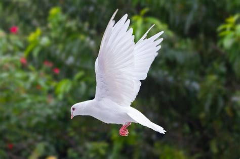 Dove Bird Animal Flying - Free photo on Pixabay