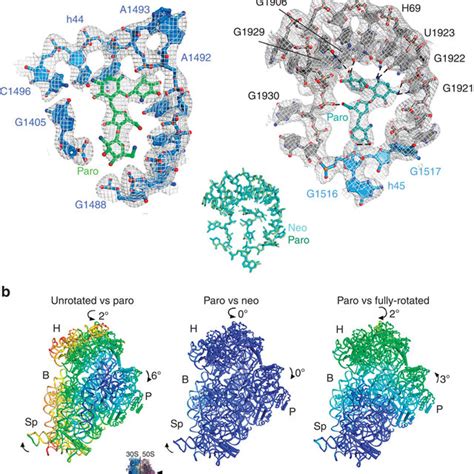 Crystal Structure Of The Paromomycin Bound Partially Rotated Ribosome Download Scientific