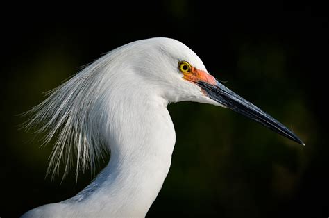 Snowy Egret Audubon Field Guide