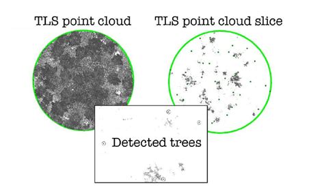 Individual Tree Extraction Picture Modified From Saarinen Et Al Download Scientific Diagram