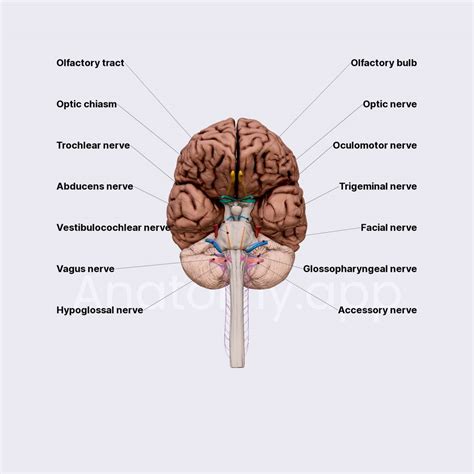 Cranial Nerve Segmentation Of The Nerves 3d Reconstruction Of The 12