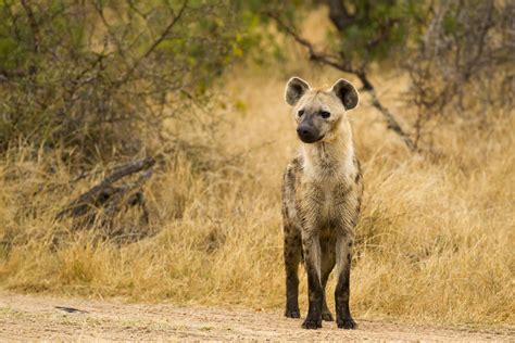 Majestic Spotted Hyena Hd Wallpaper Wild Beauty In Natures Realm