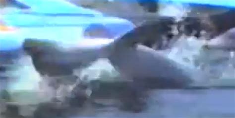 Dancer Msq Captive Cetaceans Wiki Fandom Dancer Msq Captive Cetaceans Wiki Fandom