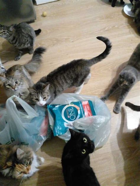 Помогаем кошкам Пикабу