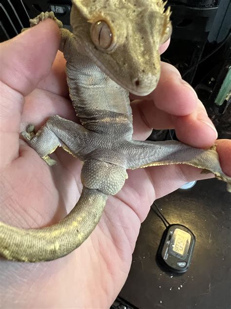 Whys The Bottom A Different Color R CrestedGecko