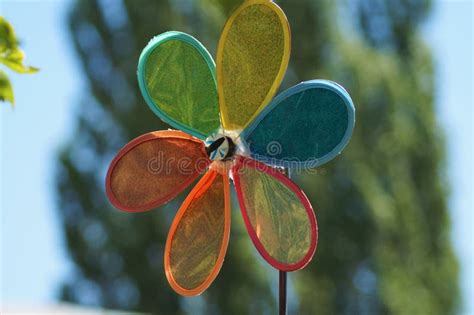 Colorful Windrose Stock Image Image Of Invertebrate 264852929