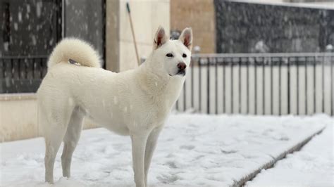 폭설로 강아지들과 집에 갇혔어요 진돗개 Youtube
