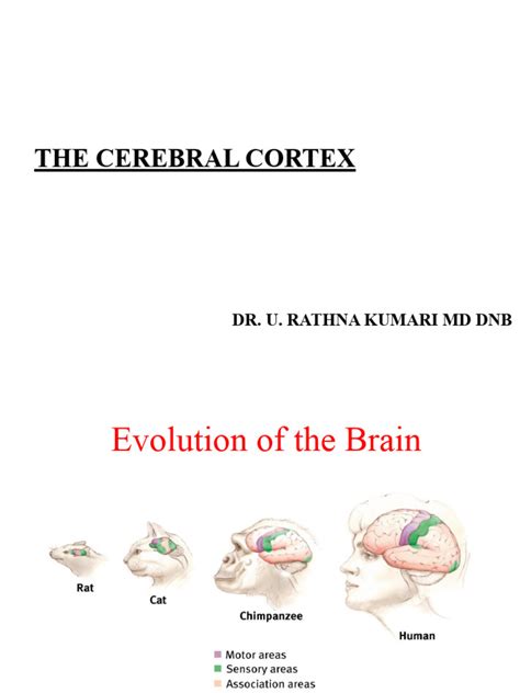 Cerbral Cortex Pdf Cerebral Cortex Cerebrum