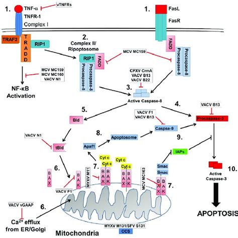Overview Of The Extrinsic And Intrinsic Apoptotic Pathways 1 Tumor Download Scientific
