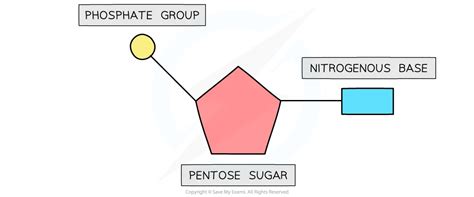Dna And Rna Structure Sl Ib Biology Revision Notes And Diagram 2025