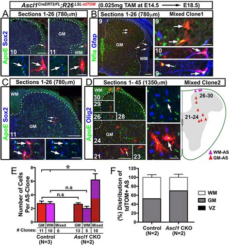 Figure 2 From Ascl1 Controls The Number And Distribution Of Astrocytes And Oligodendrocytes In
