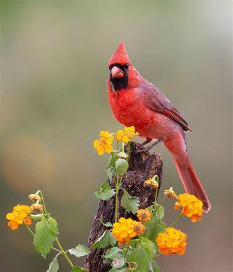 Elaine K Hollinger Obituary August 20 2025 Buch Funeral Homes