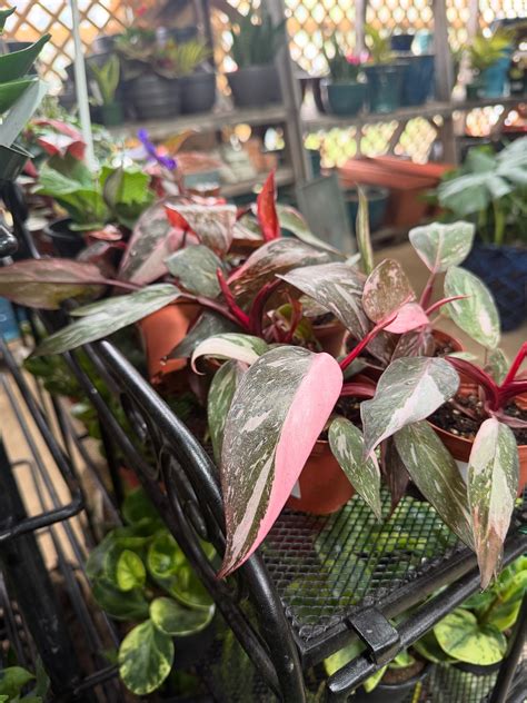 Green Fields Nursery Added A New Green Fields Nursery