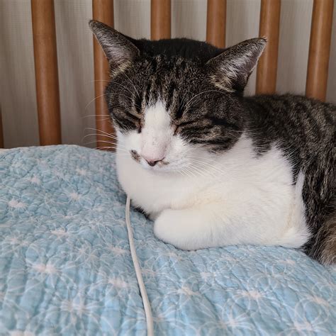 PyTorch MNIST 데이터셋 다운로드하고 열어보기 공간