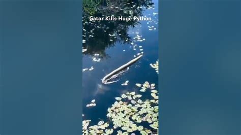 Gator Kills Huge Python Youtube