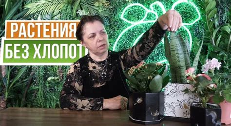 Самые неприхотливые комнатные цветы Смотреть онлайн в поиске Яндекса по Видео