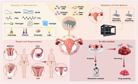 3d Bioprinting Technology Innovation In Female Reproductive System Pmc