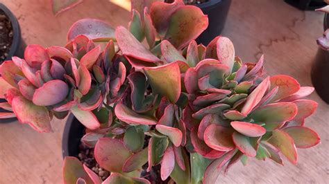 자매농원에 이쁜 묵둥이들 구경하세요 방문해서 구매도 하세요~~~~~~💕 Youtube