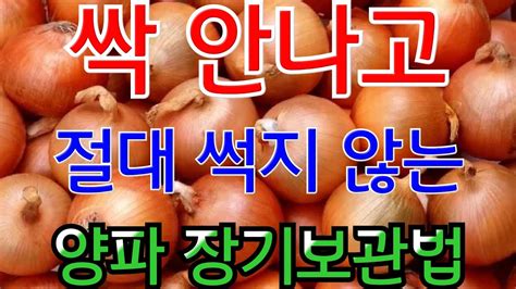 양파 장기보관 이렇게하면 싹도 안나오고 절대 썩지않습니다 양파보관법 양파심는시기 양파재배 싹난양파보관법 양파고르는법 양파장아찌