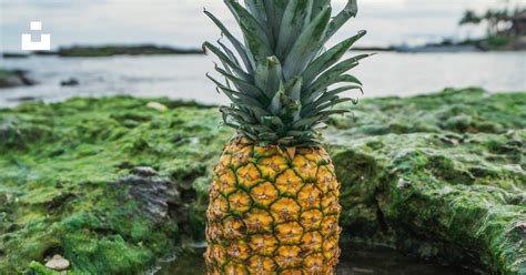 낮에는 물로 둘러싸인 녹색 바위에 노란색과 녹색 파인애플 사진 Unsplash의 무료 파인애플 이미지