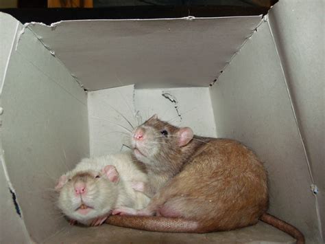 These Rats Have Decided Their Box Is Better Than All Their Hammocks And