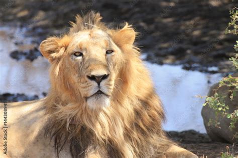 The Asiatic Lion Panthera Leo Persica Also Known As The Indian Lion And Persian Lion Is A