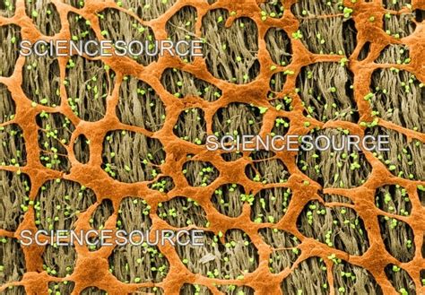 Myenteric Plexus Under A Microscope Stock Image Science Source Images