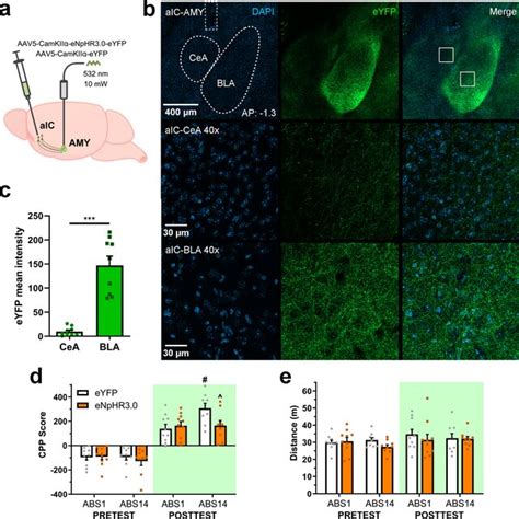 Aic Photoinhibition Reduces The Abstinence Exacerbated Cpp Expression Download Scientific