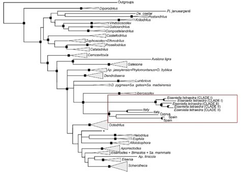 Bayesian Inference Bi Of The Phylogenetic Tree Of Lumbricids Based On