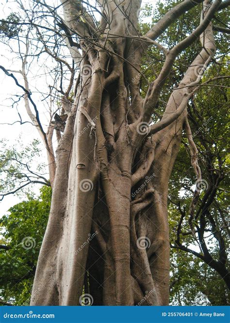 A Scary Creepy Tree Trunk In The Forest Stock Image Image Of Travel Maharaja