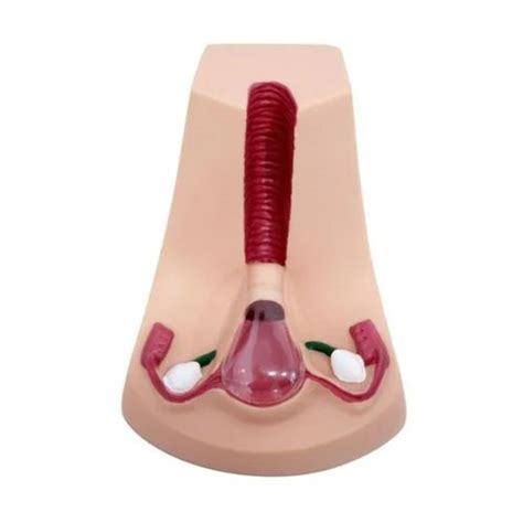 Skin Colour Intra Uterine Device Insertion Model At Best Price In