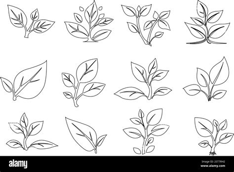 Elegant Vector Illustration Of Various Leaf Designs Showcasing Plant