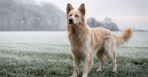 14 Ways The Golden Shepherd Combines The Best Of Two Breeds Exploring