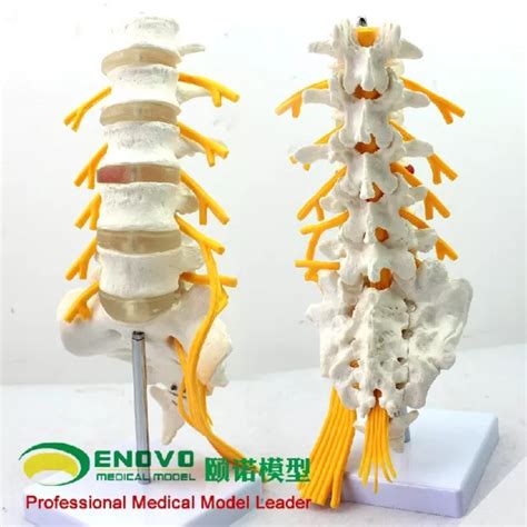 Lumbar Vertebra Nervi Ischiadicus Model Medical Backbone Anatomical