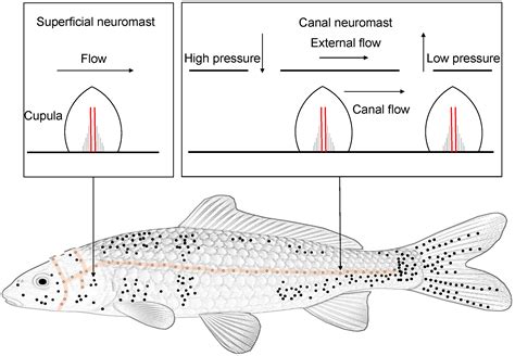 Bionic Artificial Lateral Line Underwater Localization Based On The Neural Network Method