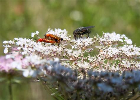 Bugs Having Sex On A Flower And Fly Watcing Stock Photo Image Of Insects Funny